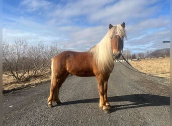 Islandpferd kaufen und verkaufen | Pferdemarkt ehorses.de