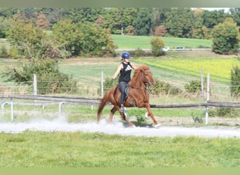 Islandpferd in Baden-Württemberg kaufen | ehorses.de