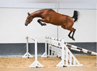 Springpferde kaufen und verkaufen | ehorses