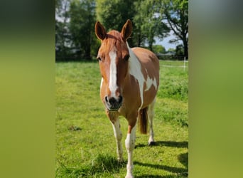 Lewitzer Pferde kaufen und verkaufen | Pferdemarkt ehorses.de