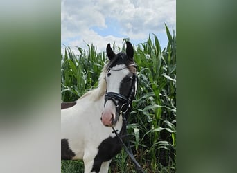 Lewitzer Pferde kaufen und verkaufen | Pferdemarkt ehorses.de