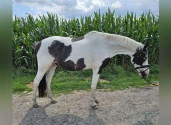 Lewitzer Pferde kaufen und verkaufen | Pferdemarkt ehorses.de