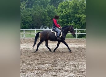 Lipizzans for sale | ehorses.com