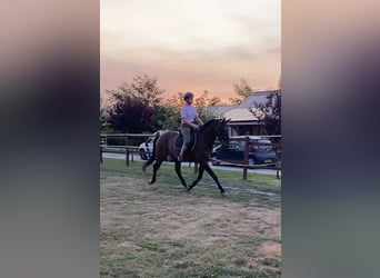 Lipizzans for sale | ehorses.com