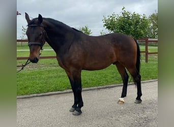 Lipizzans for sale | ehorses.com