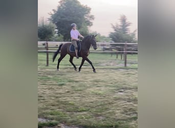 Lipizzans for sale | ehorses.com