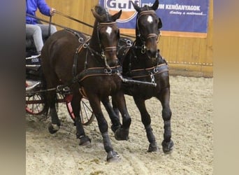 Lipizzans for sale | ehorses.com