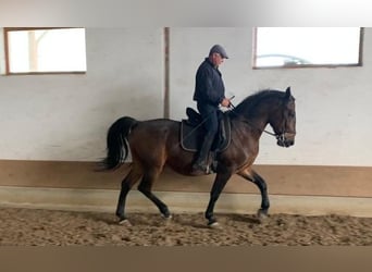 Lipizzans for sale | ehorses.com