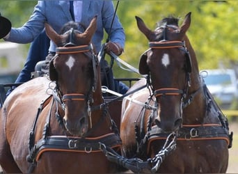 Lipizzans for sale | ehorses.com