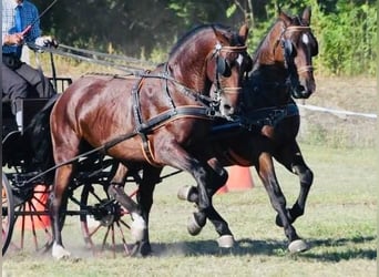 Lipizzans for sale | ehorses.com