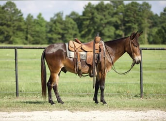 Muildier kopen en verkopen | ehorses.nl