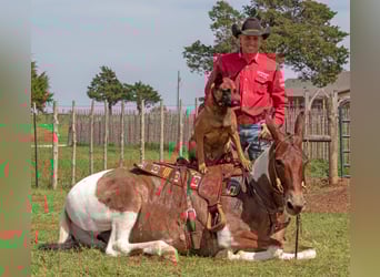 Mules for sale | ehorses.com