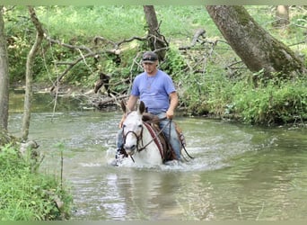 Mules for sale | ehorses.com