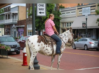 Mules for sale | ehorses.com