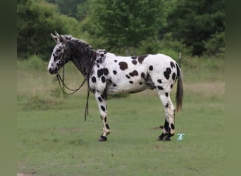 Mules for sale | ehorses.com