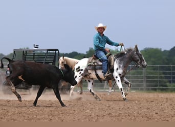 Mules for sale | ehorses.com