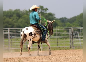 Mules for sale | ehorses.com