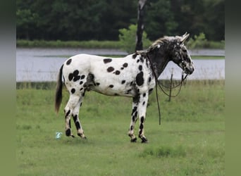 Mules for sale | ehorses.com