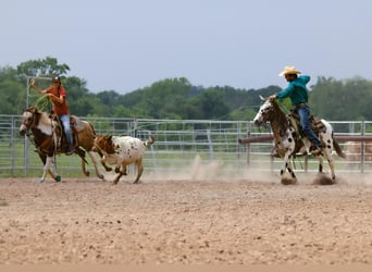 Mules for sale | ehorses.com