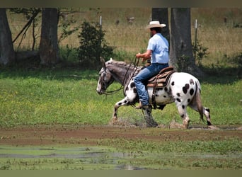 Mules for sale | ehorses.com
