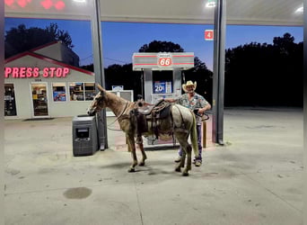 Mules for sale | ehorses.com