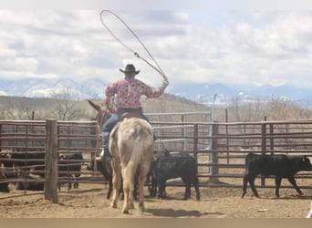 Mules for sale | ehorses.com