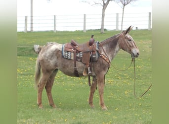 Mules for sale | ehorses.com