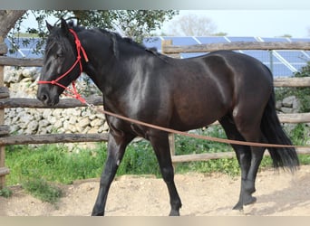 Cavalli in vendita - Trova il cavallo dei tuoi sogni su ehorses.it