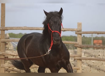 Cavalli in vendita - Trova il cavallo dei tuoi sogni su ehorses.it