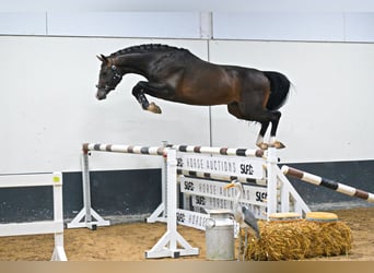 Springpferde kaufen und verkaufen | ehorses