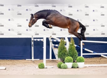 Springpferde Deckhengste | ehorses.de