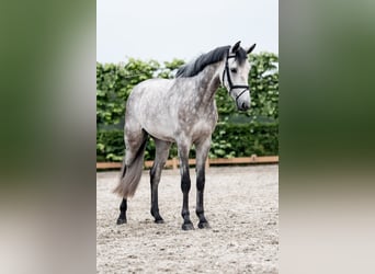Oldenburger Springpferd kaufen und verkaufen | Pferdemarkt ehorses.de