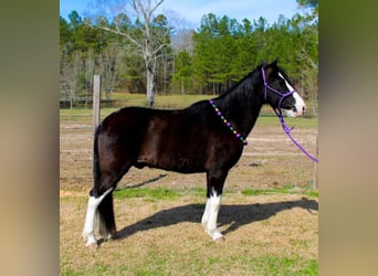 Paso-fino for sale | ehorses.com