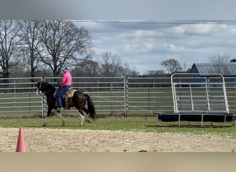 Paso-fino for sale | ehorses.com