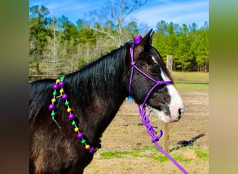 Paso-fino for sale | ehorses.com