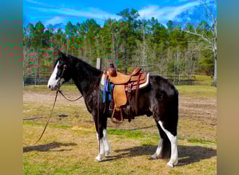 Paso-fino for sale | ehorses.com