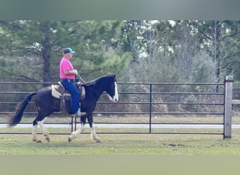 Paso-fino for sale | ehorses.com