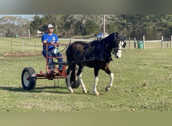 Paso-fino for sale | ehorses.com