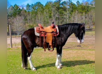 Paso-fino for sale | ehorses.com