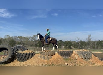 Paso-fino for sale | ehorses.com