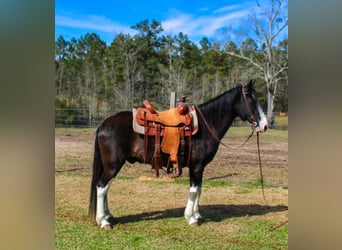 Paso-fino for sale | ehorses.com