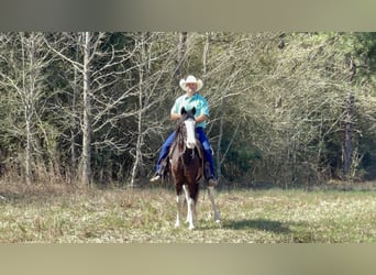 Paso-fino for sale | ehorses.com