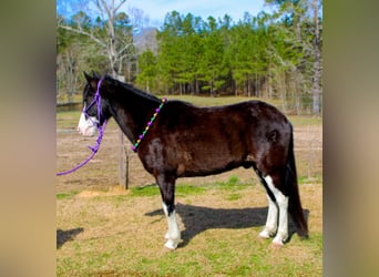 Paso-fino for sale | ehorses.com