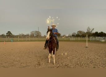 Paso-fino for sale | ehorses.com