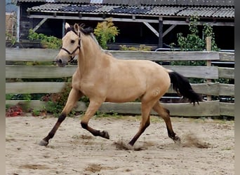 Pre Hengst kaufen und verkaufen | ehorses.de