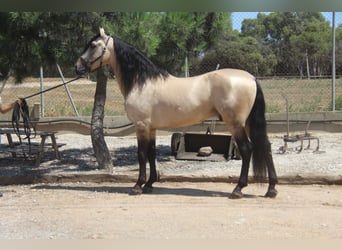 Pre Hengst kaufen und verkaufen | ehorses.de