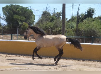 Pre Hengst kaufen und verkaufen | ehorses.de