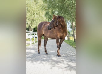 Quarab Horses for sale | ehorses.com