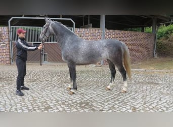 Schweres-warmblut Fahrpferde kaufen und verkaufen | ehorses.de