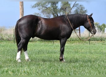 Shire-horse for sale | ehorses.com